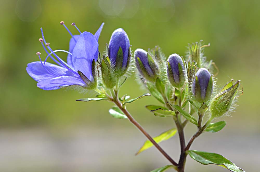 Space Coast Wildflowers: Tosohatchee Carphephorus and Celestial Lily ...