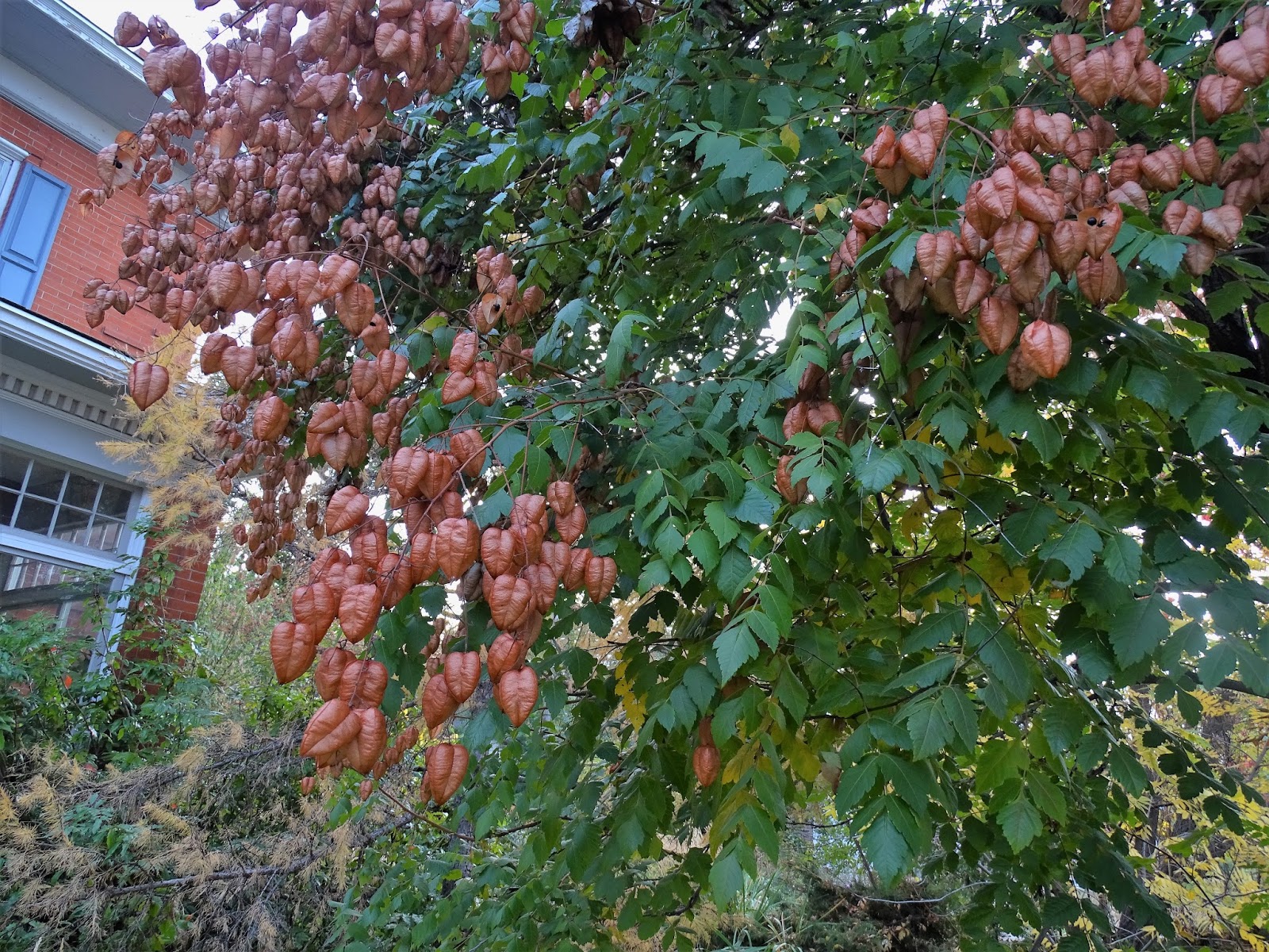 Prairiebreak: Point and shoot garden in Northwest Denver