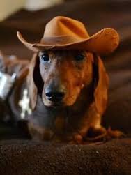 Mavis Duke Hinton, Author: HOWL-O-WIENER DOXIE: YEE HAW! THE COWBOYS ...