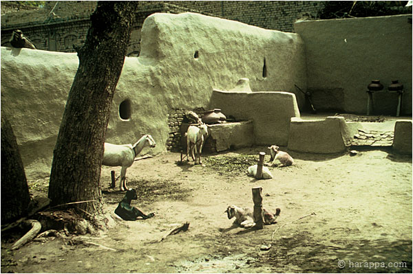 Mohenjo-Daro: Modern terraced courtyard in Harappa town