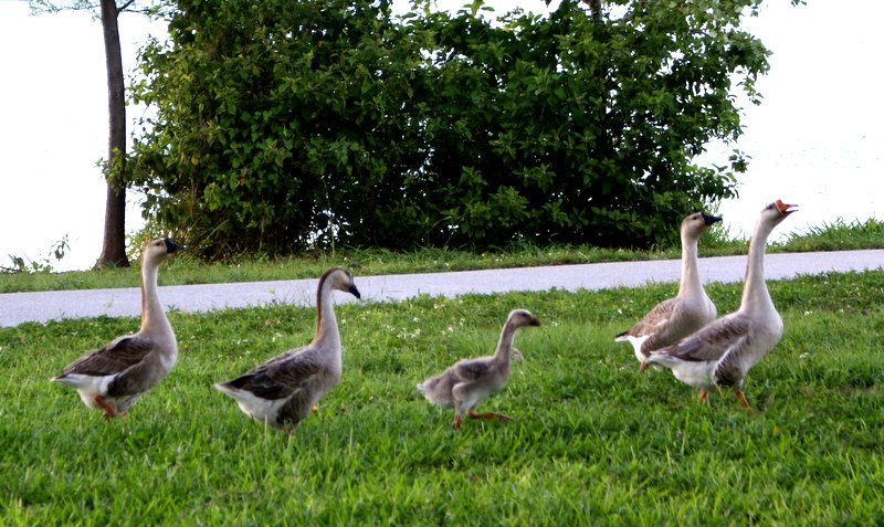 Lynn's little bit of trivia : Chinese Geese still hanging out
