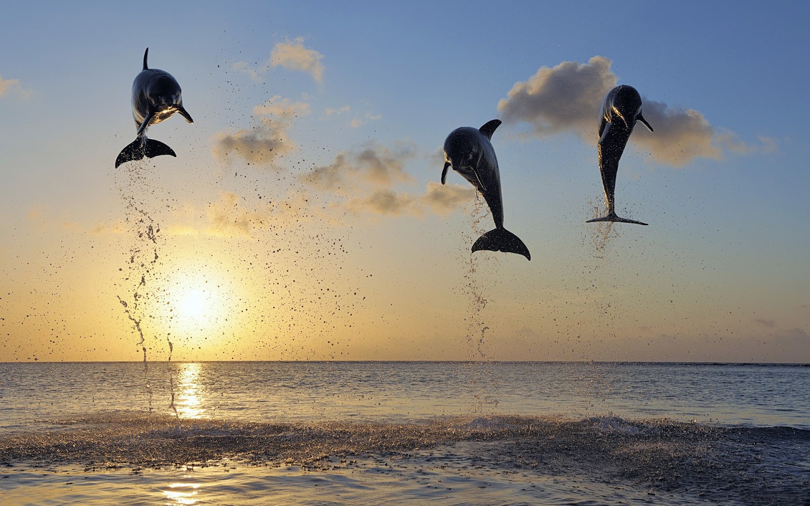 Dolphins jumping in sea at sunset - Mystery Wallpaper