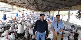 infoagro.ro: CRESTEREA CURCANILOR