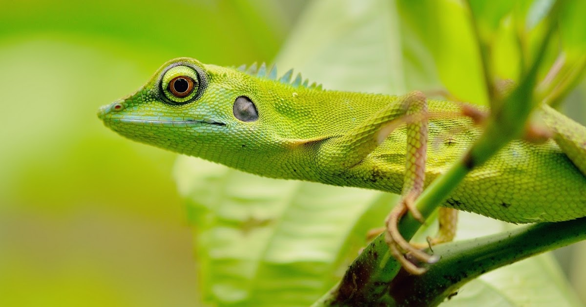 Pequeños reptiles wallpapers