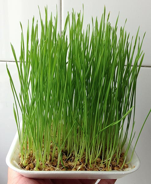 El Blog de Izquierda: Cómo sembrar pasto de trigo (wheatgrass) en casa