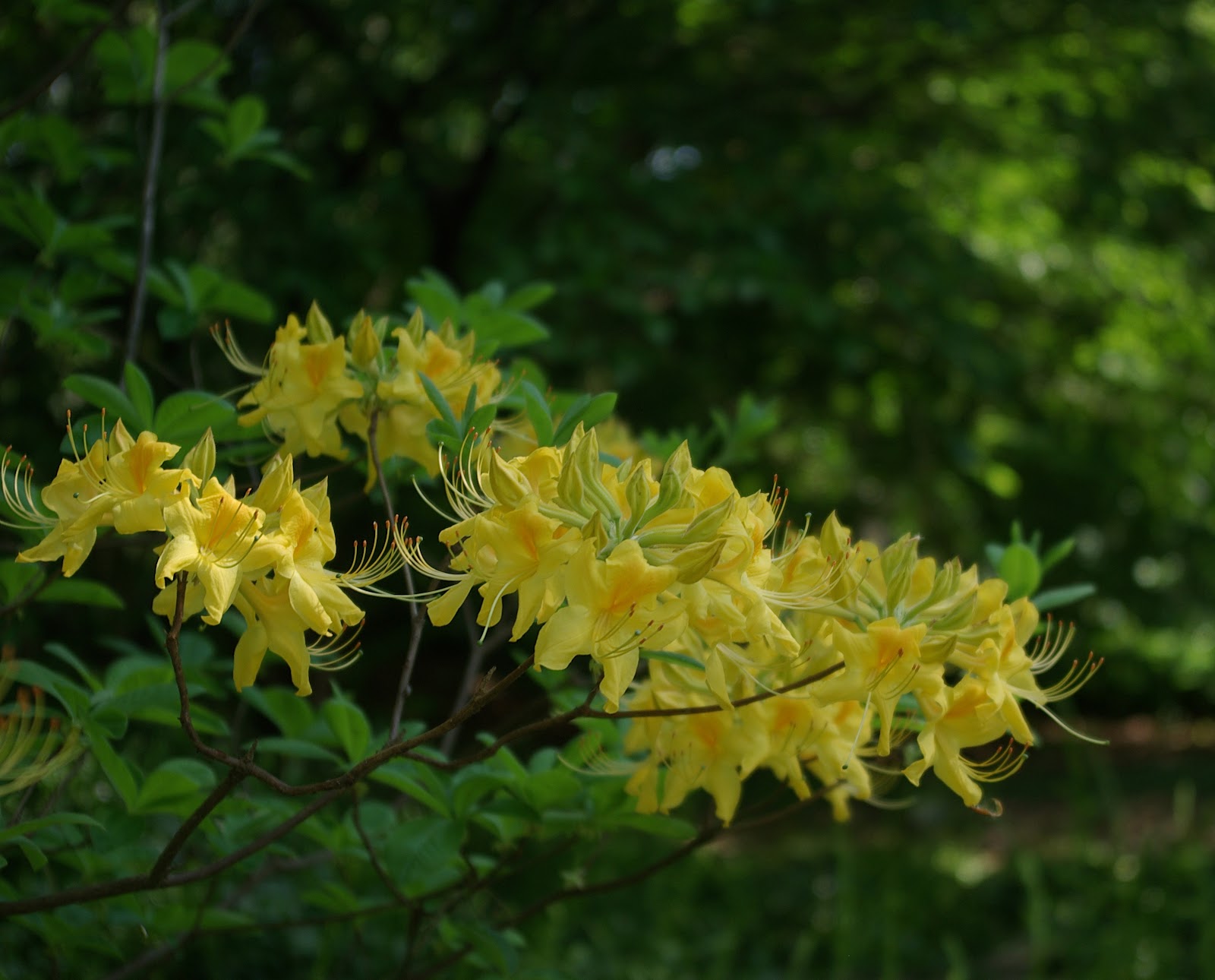 sweetbay: Florida azaleas