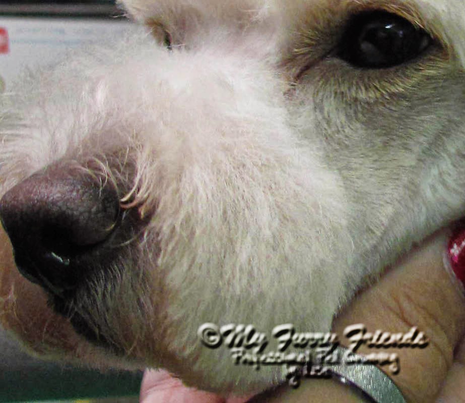 Pet Grooming: The Good, The Bad, & The Furry: Cute Face How-To