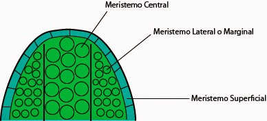 el moderno prometeo: Histología Vegetal: Meristemos.