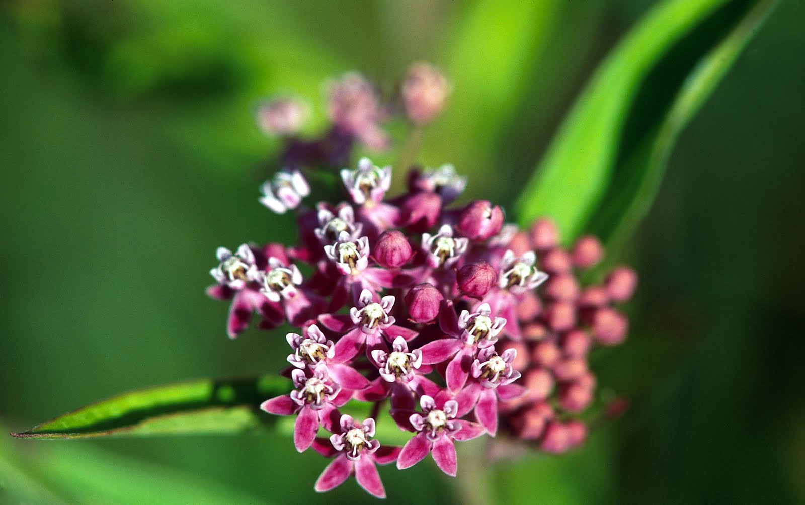 Indiana Plant A Day: Swamp Milkweed