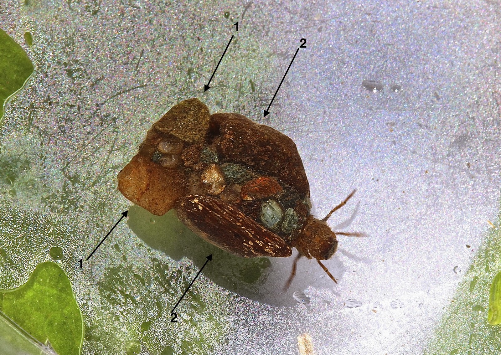 Aquatic Insects of Central Virginia: Case-makers we commonly see in the ...