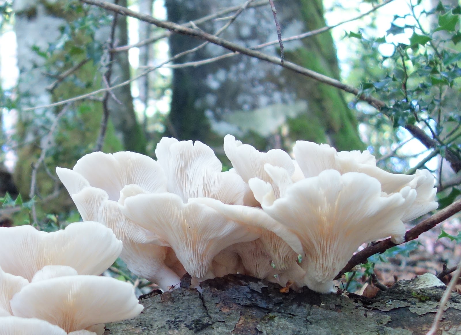 eresfea: Pleurotus ostreatus