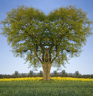 Creative Tree Photography ~ Hits All