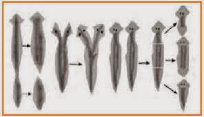 Biologi Untuk SMA/MA Kelas X Semester 2: Kingdom Animalia