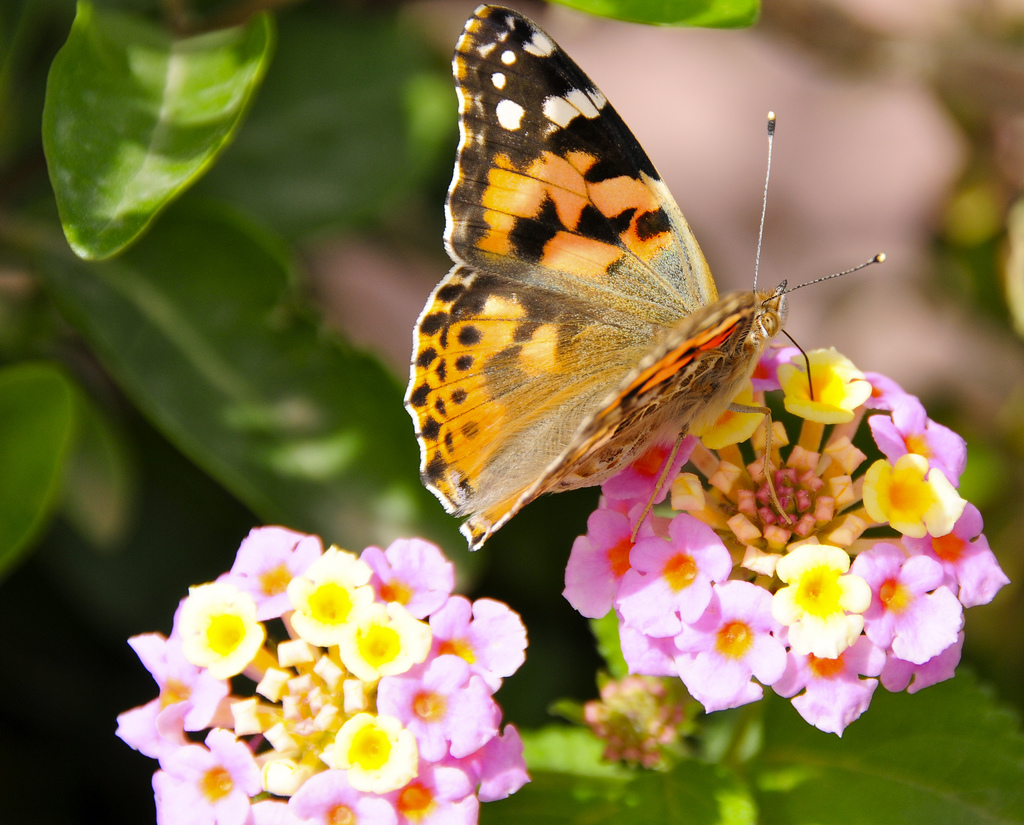 EL RINCON DE ENERI - Página 5