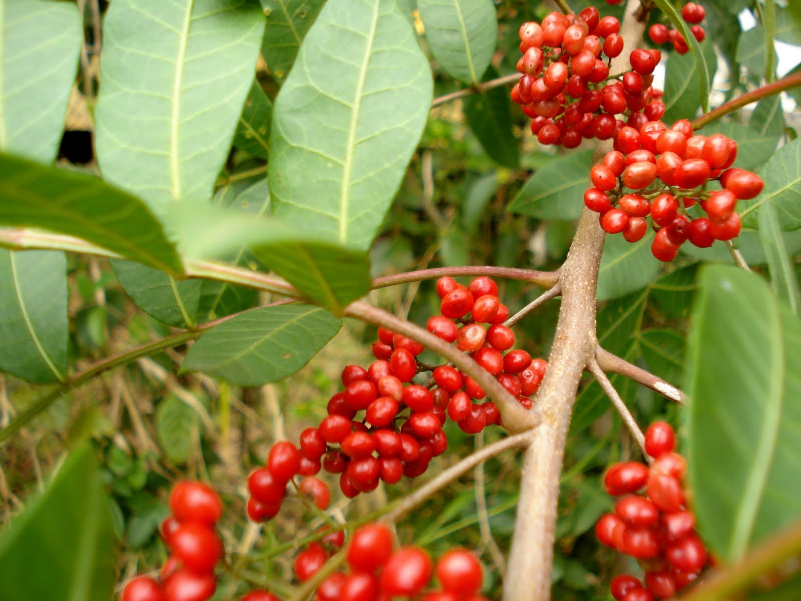 AS PLANTAS QUE CURAM: AROEIRA