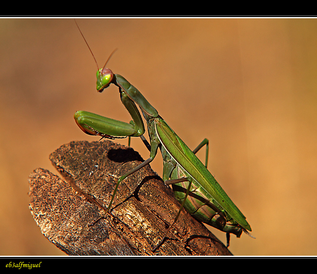 Miguel fotografia: Mantis religiosa