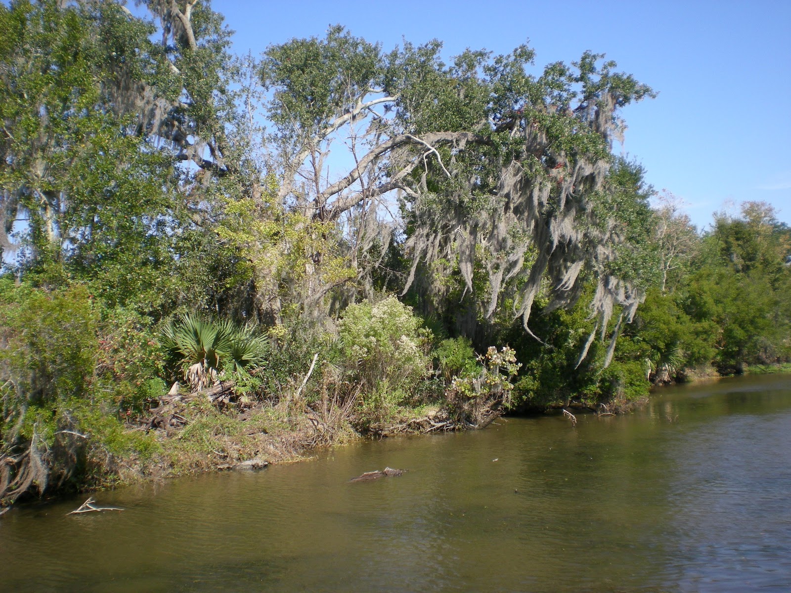 Practical Biology: science for everyone: Louisiana Wetlands and the ...