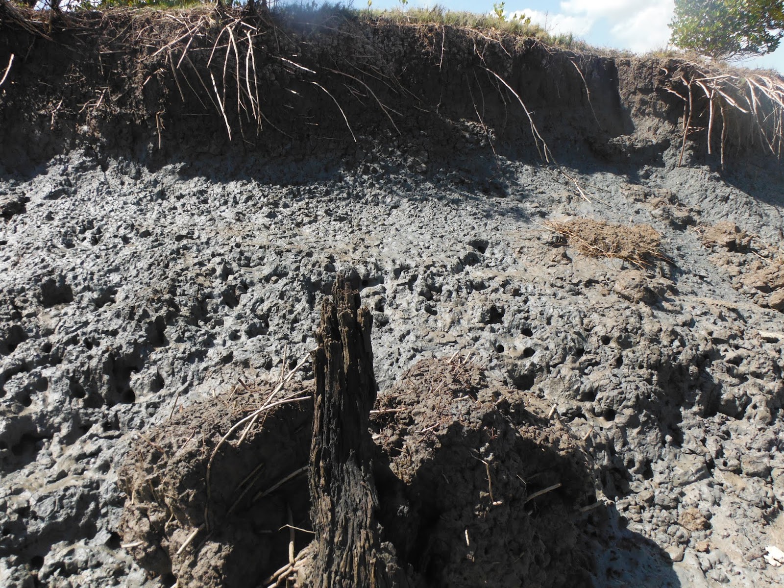 450 million years of Port Alma Fossil Heritage Central Queensland: Are ...