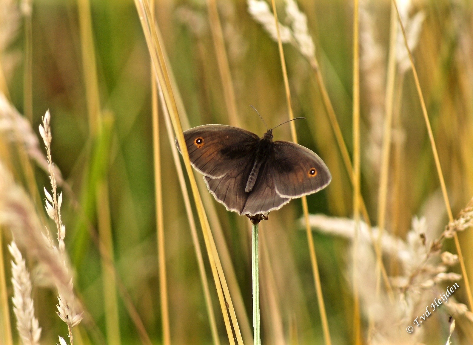 Theo’s Natuur Momenten: DE INSECTEN VAN HET KEMPEN~BROEK