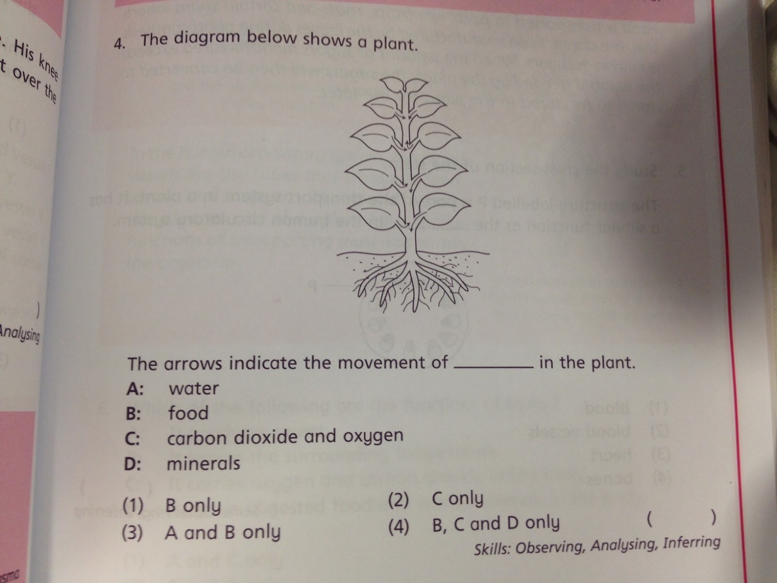 Class 6 Resilience 3 of 2013: Plant transport system