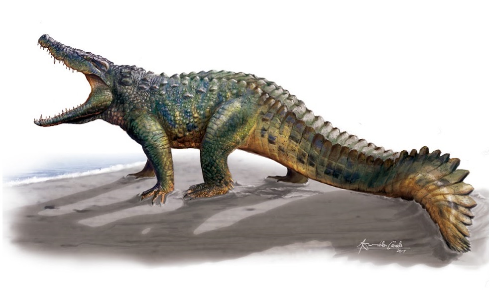 Species New to Science: [Paleontology • 2015] Allodaposuchus hulki • A ...
