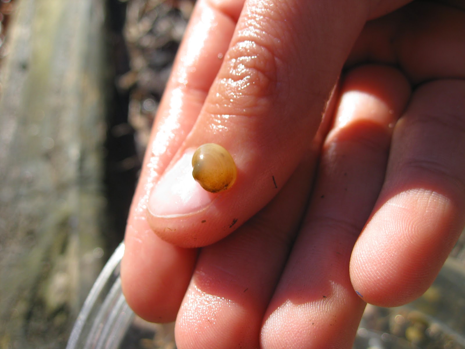 Capital Naturalist by Alonso Abugattas: Vernal Pools