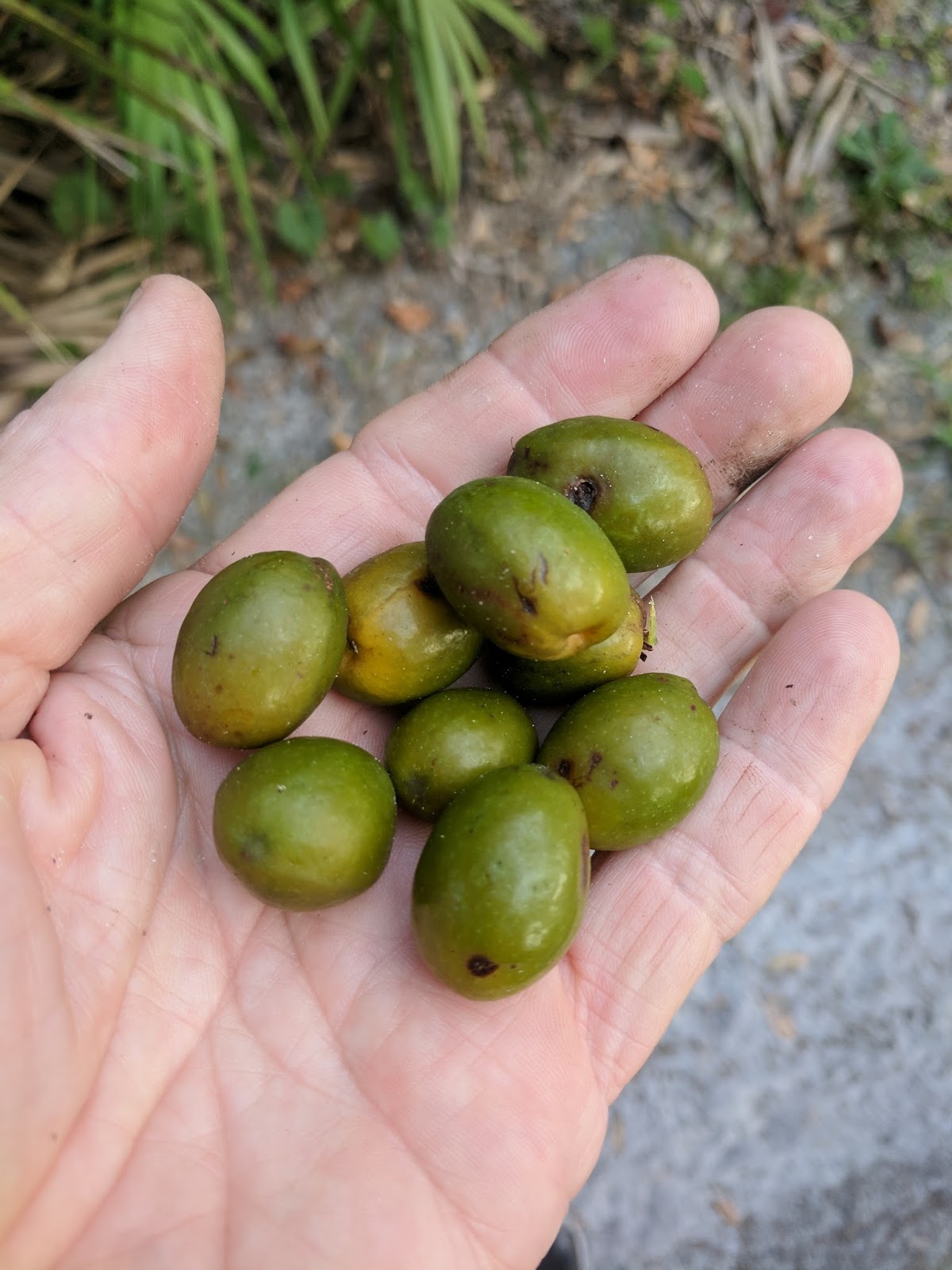 PURE FLORIDA: The Palmetto Berry Harvest ...that I missed.