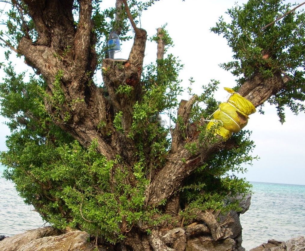 Cinta Pada Yang Satu: RAHSIA KAYU KOKKA DAN KELEBIHANNYA SEBAGAI PENAWAR...