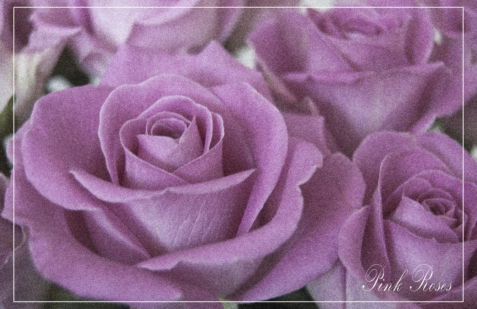 Mina Eviga påhitt: Rosa rosor