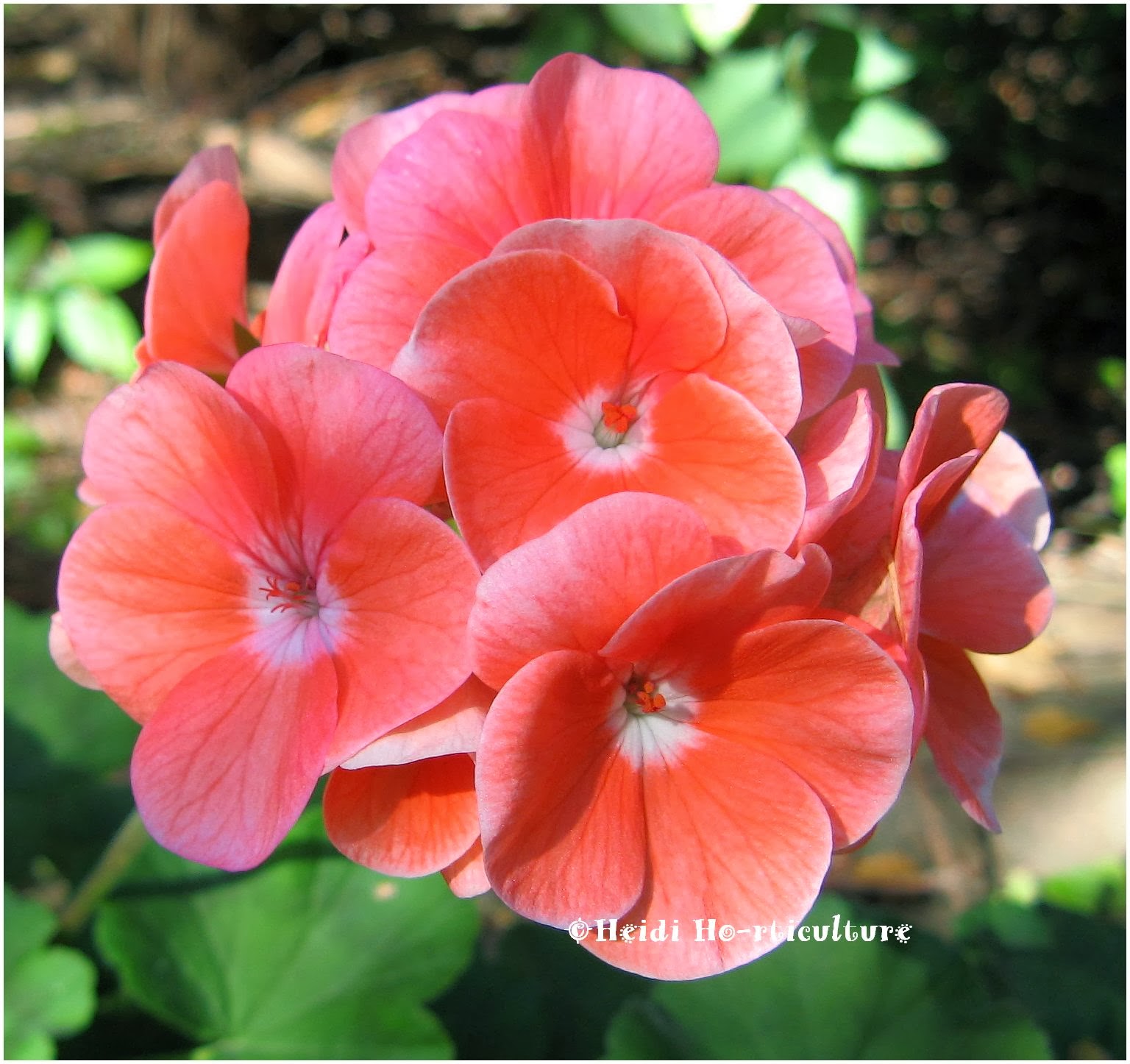 Heidi Horticulture: Photo of the Month - October 2013