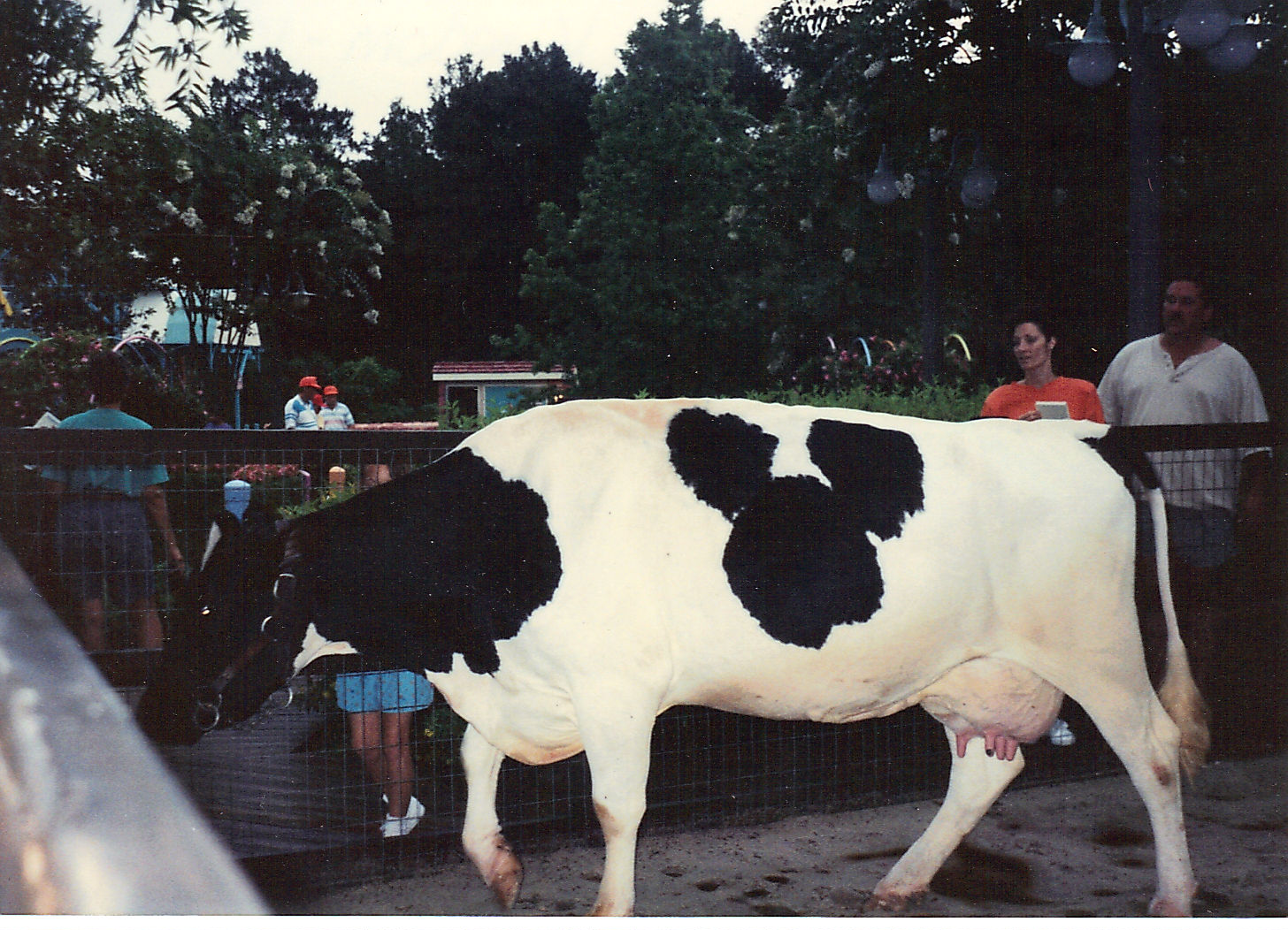 A cow in Rat Race has the world map on it. : r/pics