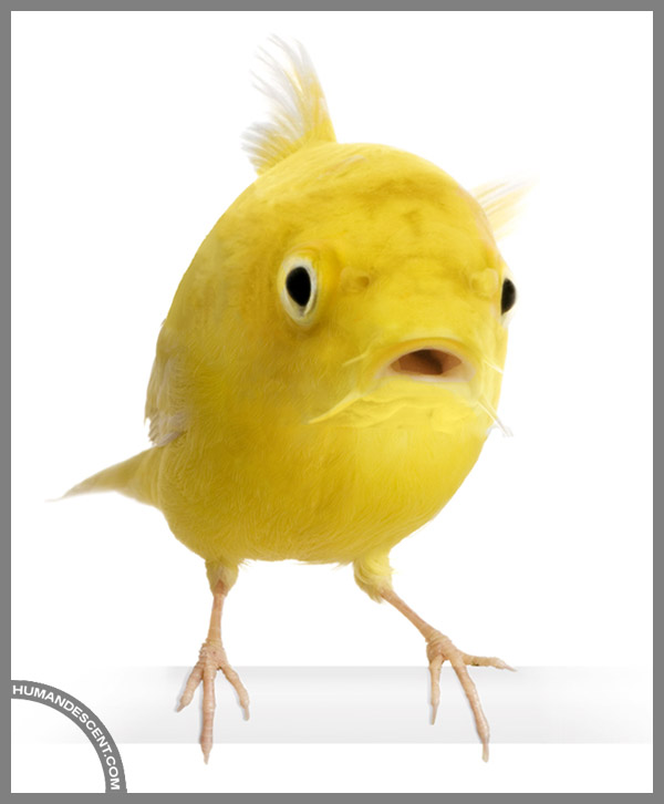 Cosas de Kiko: Martin HumanDescent (2ª parte)