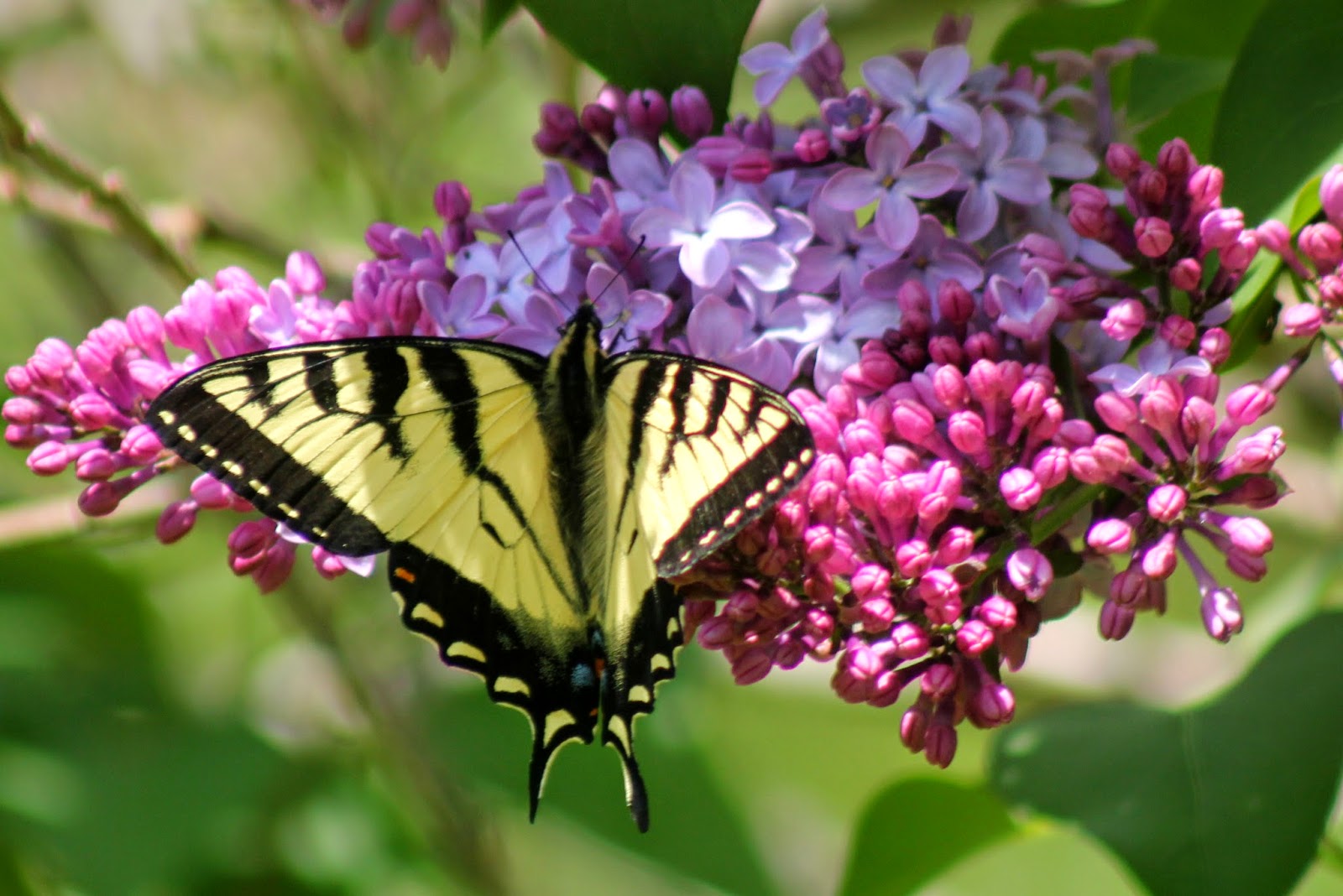 Here and There: Day 152 - 1st June 2014 - Butterflies, Lilacs, Birds ...