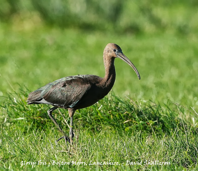 Leigh Ornithological Society: Photo of the Week - Glossy Ibis