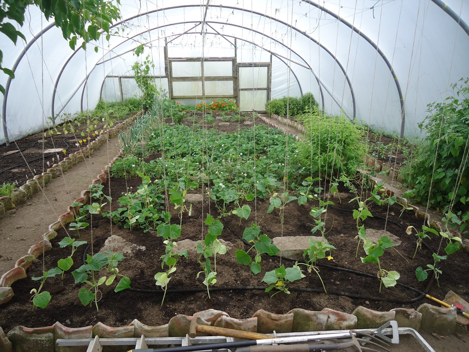 Bosavern Community Farm: Planting summer polytunnel crops
