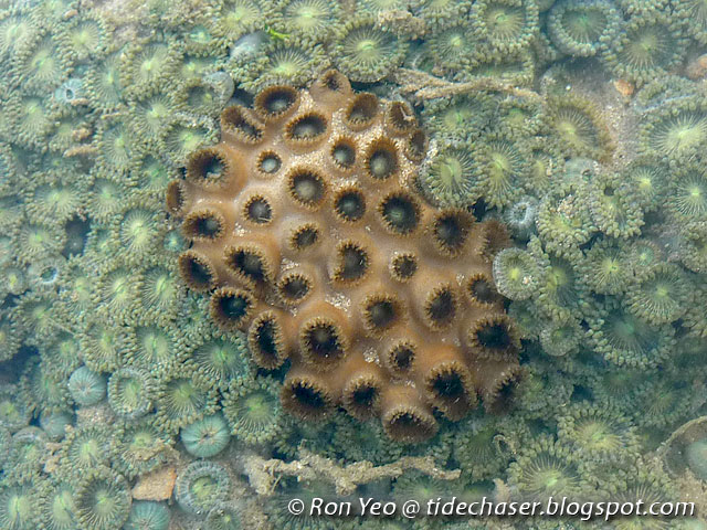 tHE tiDE cHAsER: Zoanthids or Colonial Anemones (Phylum Cnidaria: Order ...