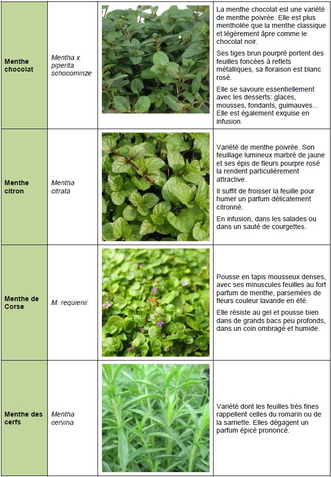 Breuillet Nature: Tout savoir sur les Menthes