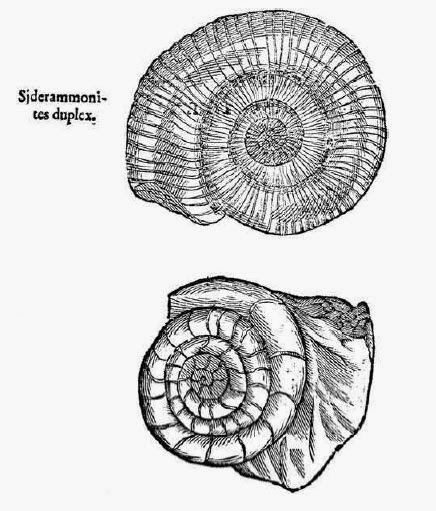 Paleontología y Evolución en la UCM: De serpientes petrificadas a ...