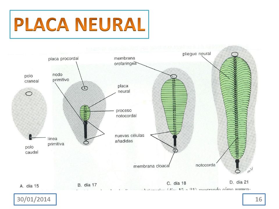Ontogénesis del sistema nervioso: abril 2018