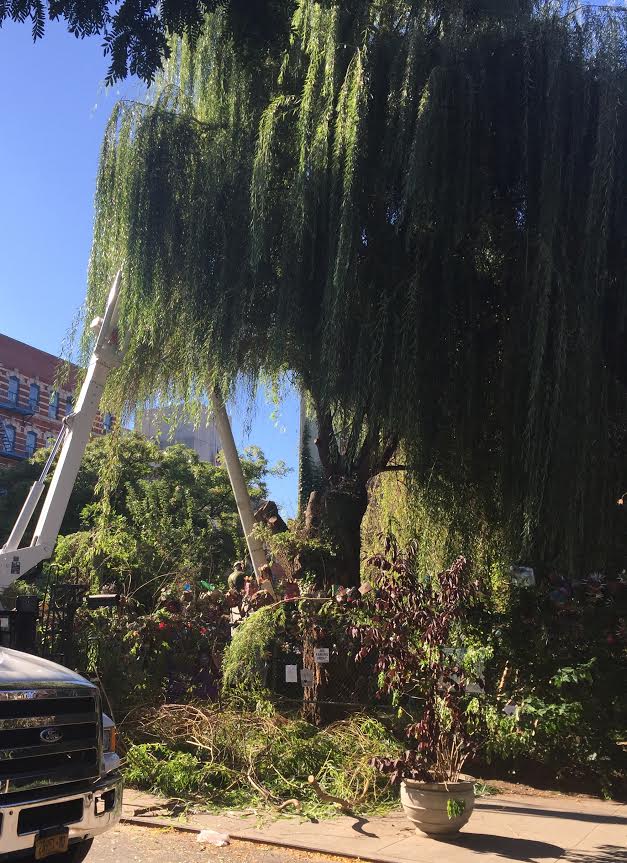 EV Grieve: So long Cher, the willow tree of La Plaza Cultural