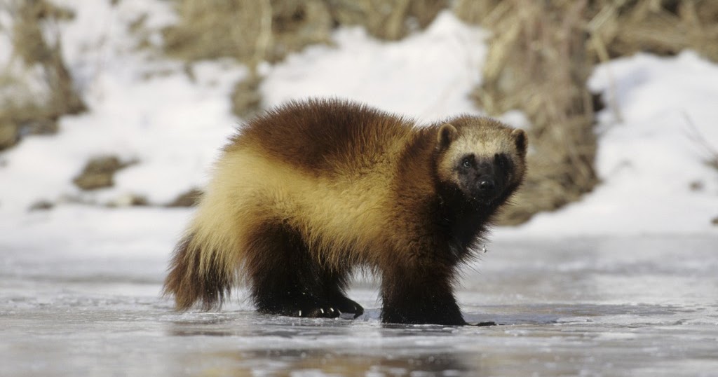 Jasper is the Largest National Park in the Canadian | Tips And Trip