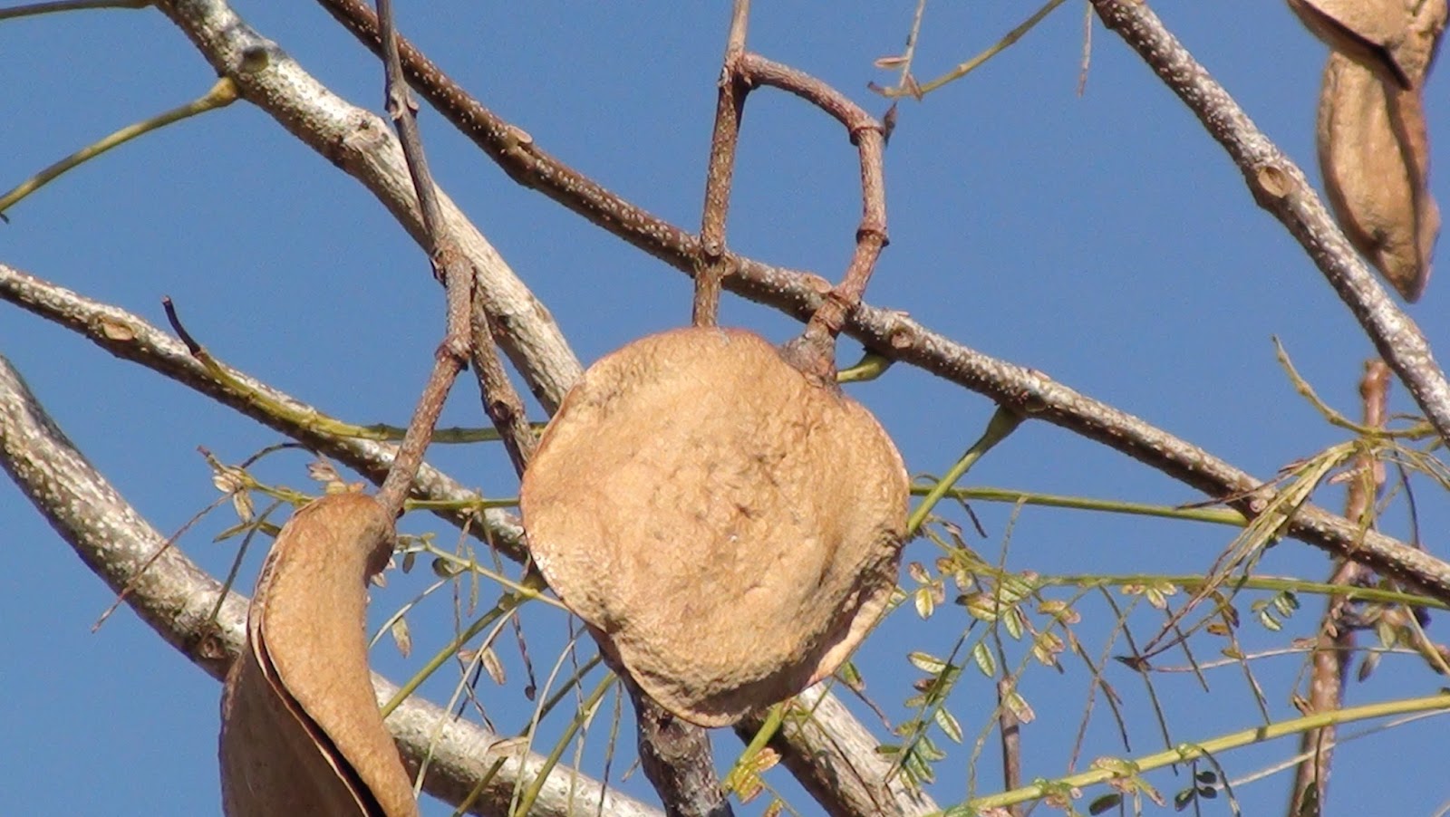 Flores, frutos e aves de Brasília e do Cerrado: ÁRVORES EMBLEMÁTICAS DE ...