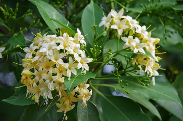 Trees and Plants: Tembusu