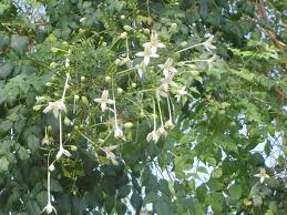 ♣ Vriksha ♣ Sasya ♣ Lata ♣: punnaga malli / Millingtonia hortensis ...