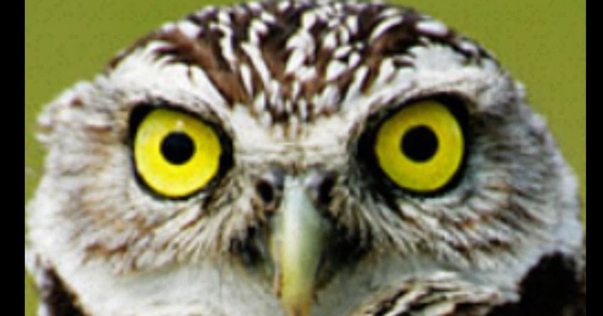 Replica Report: UT Tower / Frost Bank Tower / Owl