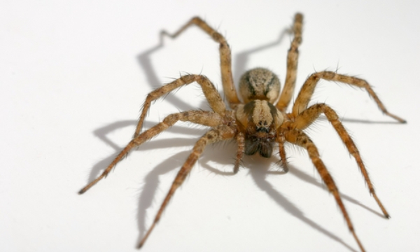 Imagenes de arañas