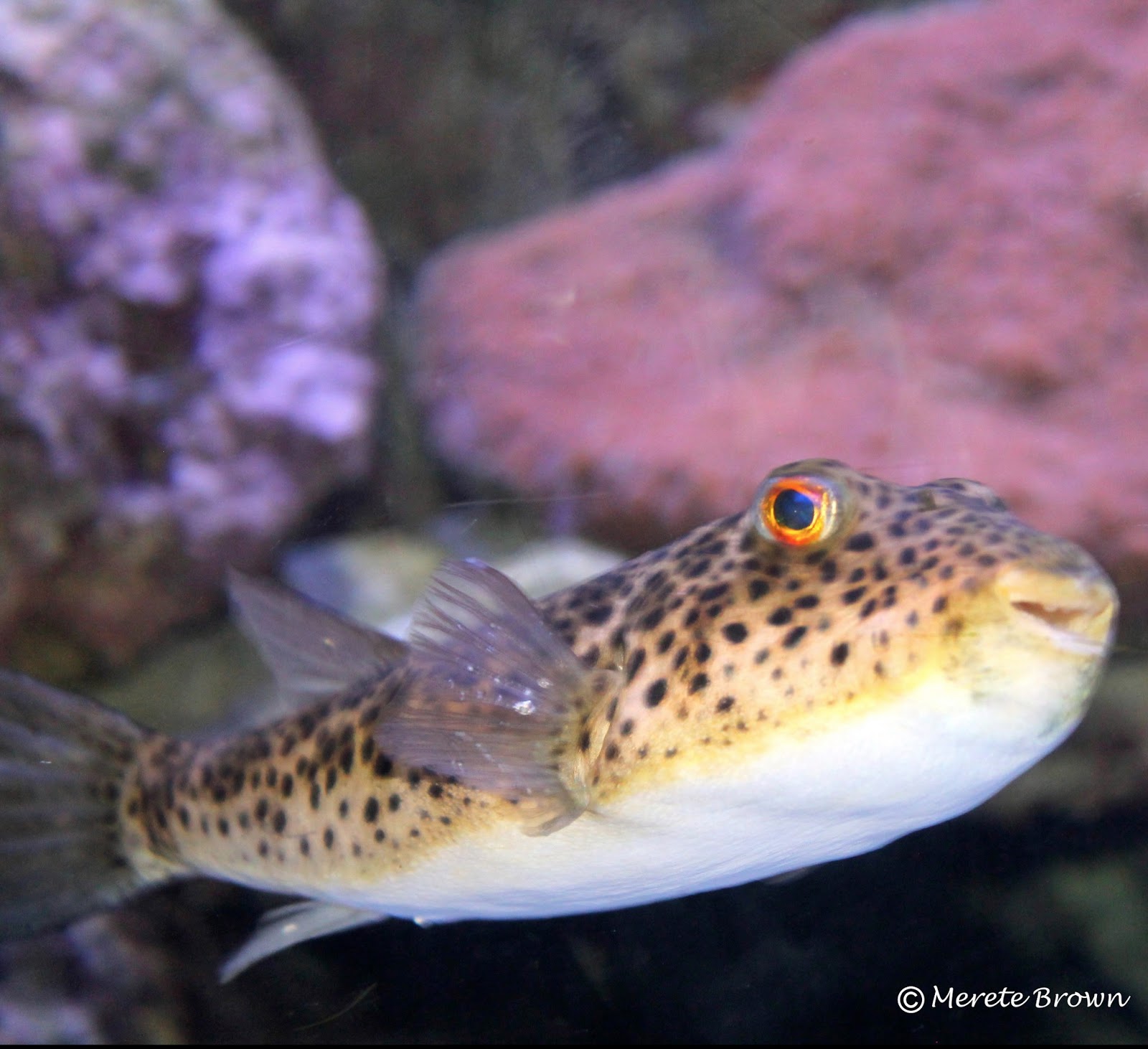 The Sea is Calling – Outside the Limits