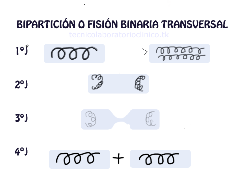 Técnico Laboratorio de Diagnóstico Clínico: Reproducción por ...