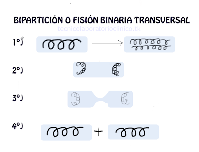Técnico Laboratorio de Diagnóstico Clínico: Reproducción por ...