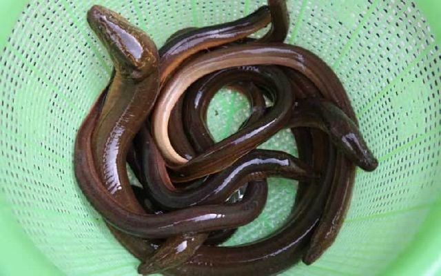 Cara Budidaya Belut dalam Kolam dan Drum